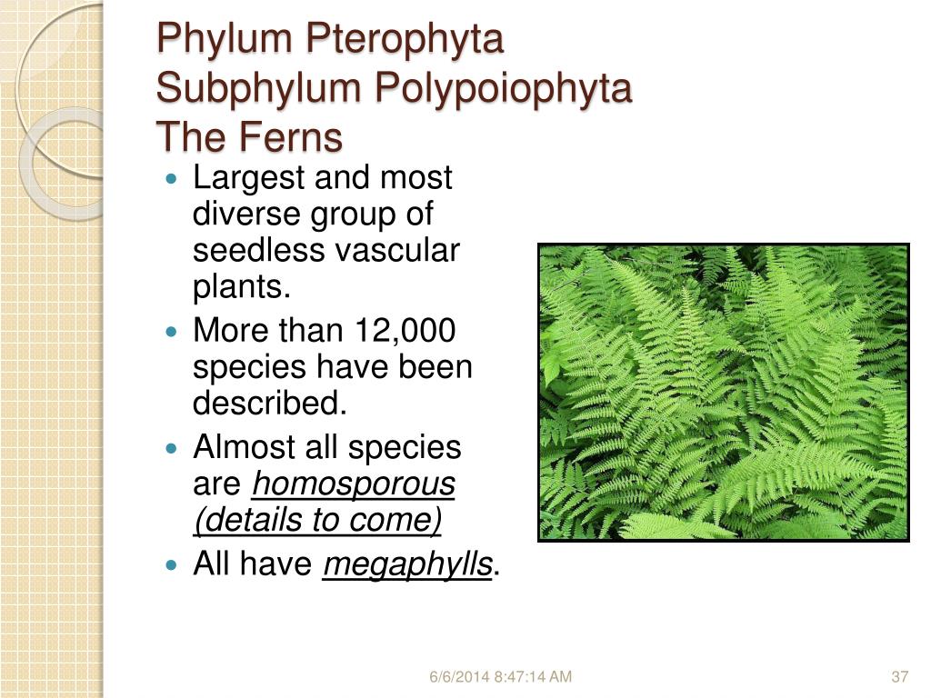 PPT - Plant Diversity I How Plants Colonized Land (The Seedless Plants ...