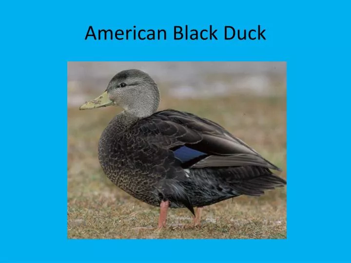 PPT - American Black Duck PowerPoint Presentation, free download - ID ...