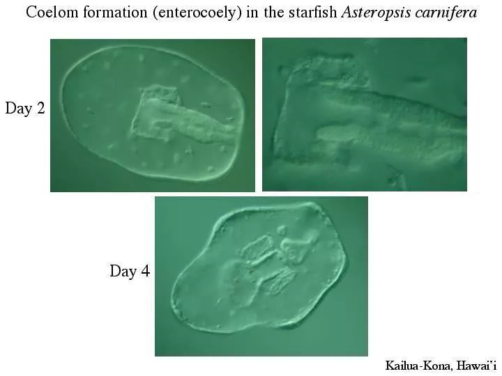 PPT - functions of different animal coeloms PowerPoint Presentation ...