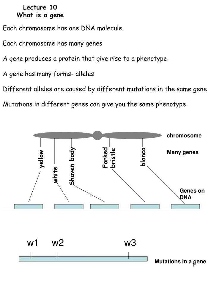 PPT - Lecture 10 What is a gene PowerPoint Presentation, free download ...