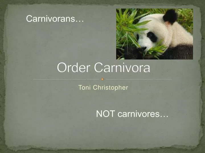 PPT - Order Carnivora PowerPoint Presentation, free download - ID:1154590