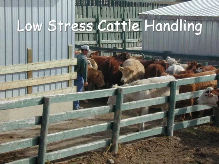 PPT - Low Stress Cattle Handling PowerPoint Presentation, free download ... PPT - Low Stress Cattle Handling PowerPoint Presentation, free download ...
