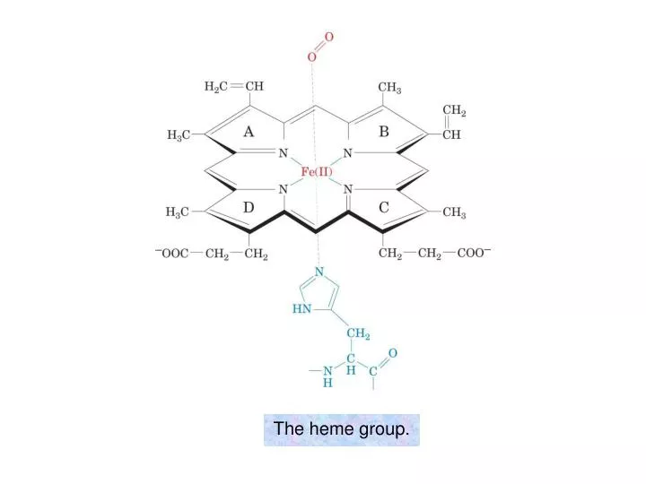 PPT - The heme group. PowerPoint Presentation, free download - ID:1155734