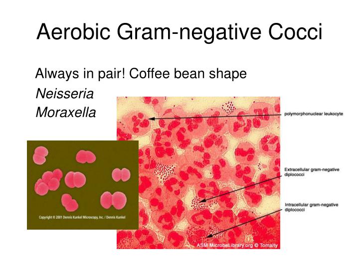 PPT - Clinically Encountered Bacteria PowerPoint Presentation - ID:1156665