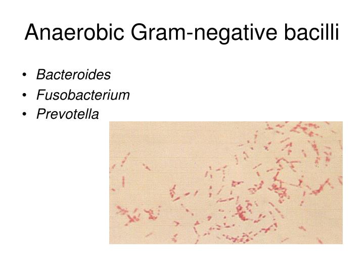 PPT - Clinically Encountered Bacteria PowerPoint Presentation - ID:1156665