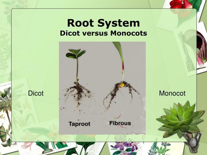 PPT - Flowering Plants: Monocot versus Dicots PowerPoint Presentation ...