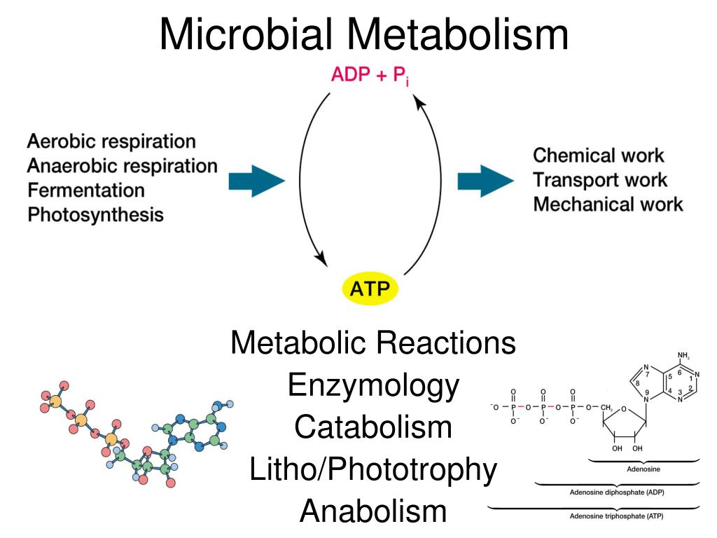 PPT - Microbial Metabolism PowerPoint Presentation, free download - ID ... PPT - Microbial Metabolism PowerPoint Presentation, free download - ID ...