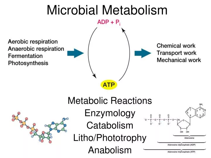 Ppt Microbial Metabolism Powerpoint Presentation Free Download Id