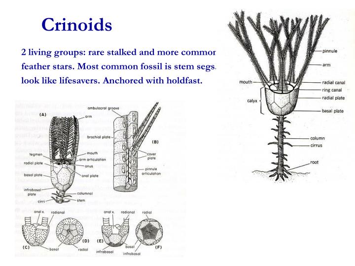 PPT - ECHINODERMS PowerPoint Presentation - ID:1157675