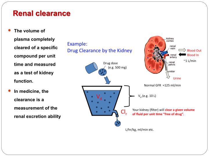 PPT - Pharmacokinetics: Drug Excretion PowerPoint Presentation - ID:1158006
