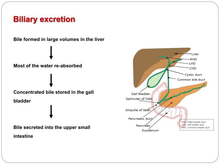 PPT - Pharmacokinetics: Drug Excretion PowerPoint Presentation - ID:1158006