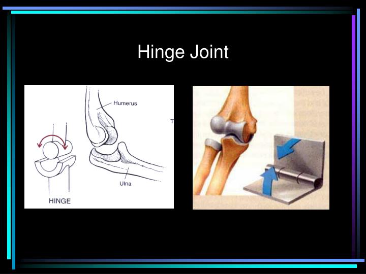PPT - Skeletal, Muscular & Reproductive Body Systems PowerPoint ...