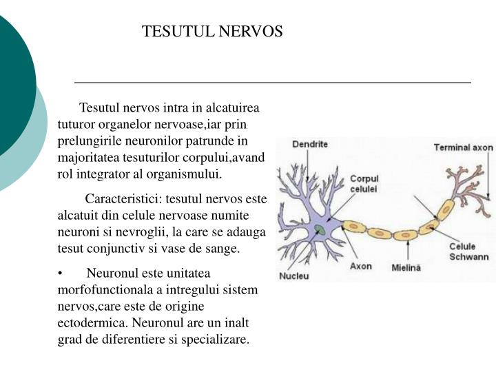 PPT - CELULA PowerPoint Presentation - ID:1158066