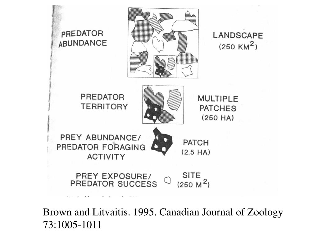 PPT - habitat interspersion – Leopold’s Law of Interspersion PowerPoint ...