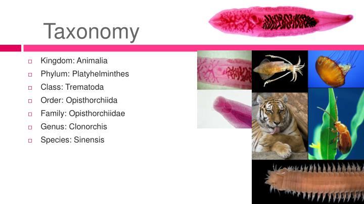 PPT - Clonorchis sinensis PowerPoint Presentation - ID:1158357