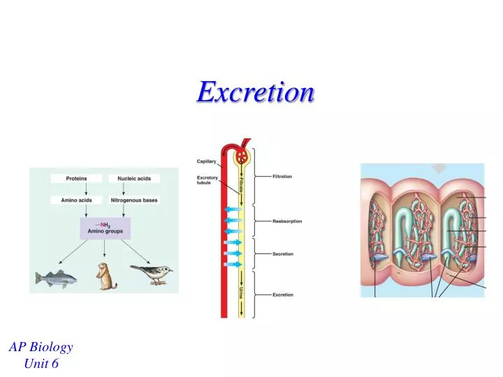 PPT - Excretion PowerPoint Presentation, free download - ID:1158418