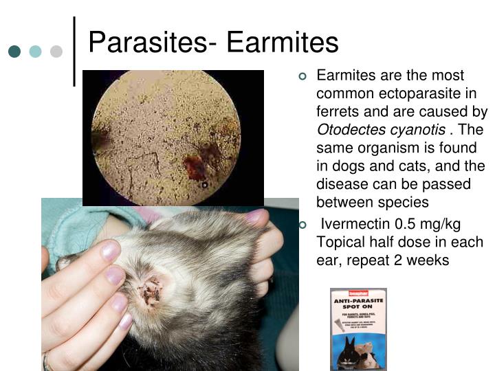 PPT - Ferrets PowerPoint Presentation - ID:1158449