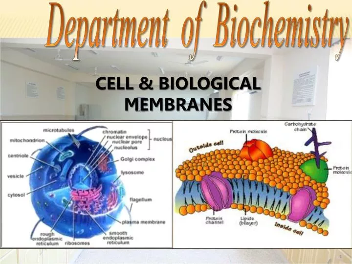 PPT - CELL & BIOLOGICAL MEMBRANES Lecture-1 First Year, MBBS PowerPoint ...
