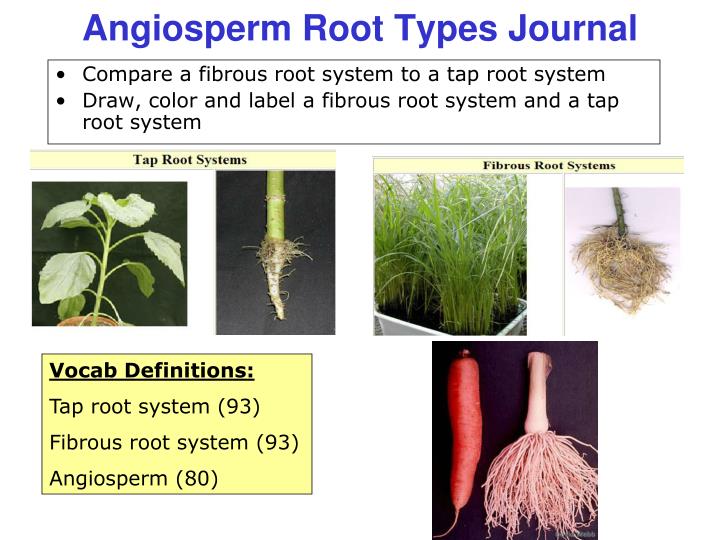PPT - Plant Cell Journal - Elodea PowerPoint Presentation - ID:1159196
