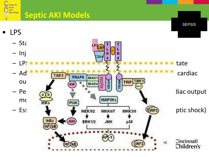 PPT - AKI – Biologic Models of Injury PowerPoint Presentation - ID:1159276