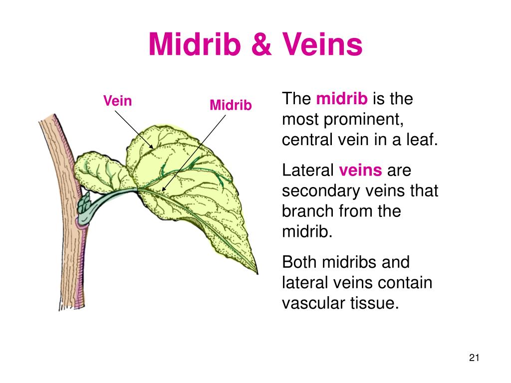 PPT Plant Science PowerPoint Presentation Free Download ID 1159352 PPT Plant Science PowerPoint Presentation Free Download ID 1159352