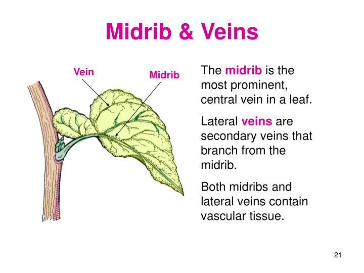 PPT - Plant Science PowerPoint Presentation - ID:1159352