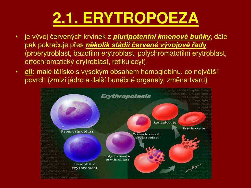 PPT - REGULACE TVORBY ČERVENÝCH KRVINEK PowerPoint Presentation, free ...