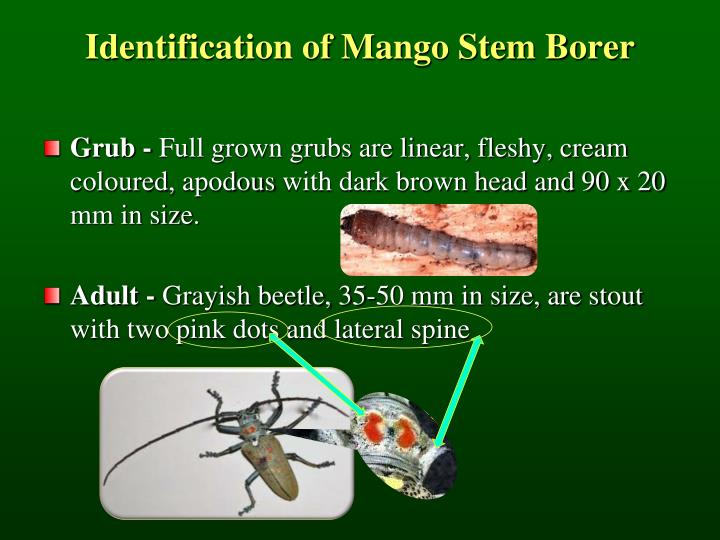 PPT - Identification, Symptoms and nature of damage: Stem borer , Shoot ...