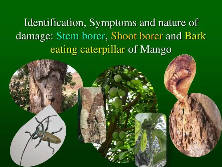 PPT - Identification, Symptoms and nature of damage: Stem borer , Shoot ...