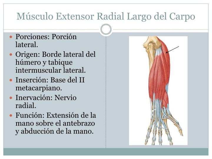 PPT - Miembro Superior II PowerPoint Presentation - ID:1160490