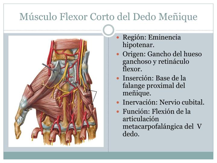 PPT - Miembro Superior II PowerPoint Presentation - ID:1160490