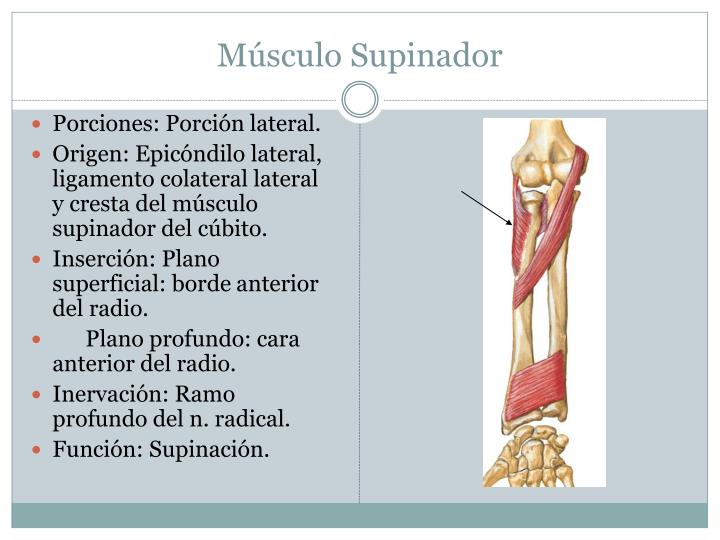 PPT - Miembro Superior II PowerPoint Presentation - ID:1160490