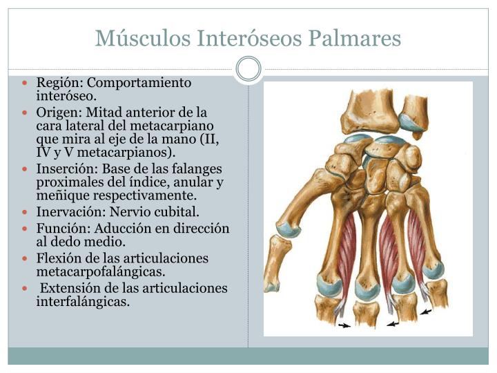 PPT - Miembro Superior II PowerPoint Presentation - ID:1160490