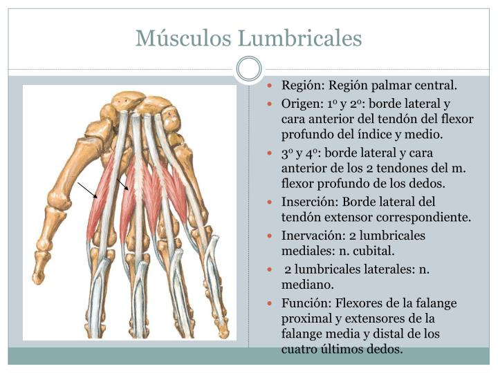 PPT - Miembro Superior II PowerPoint Presentation - ID:1160490