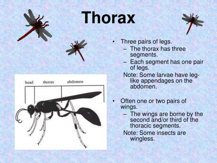 PPT - INSECT MOUTHPART LAB PowerPoint Presentation - ID:1161605