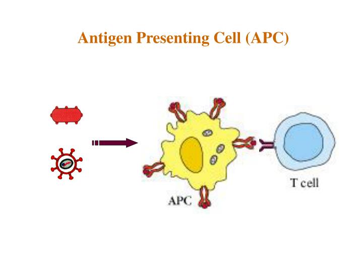 PPT - Antigen-presenting cells and antigen presentation PowerPoint ...