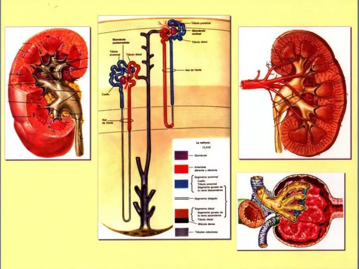 PPT - ANATOMIA RENAL PowerPoint Presentation, free download - ID:1162030