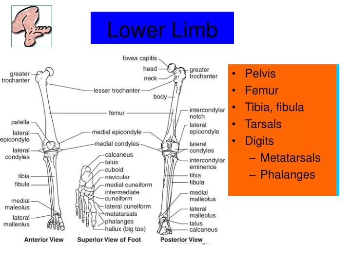 PPT - Upper Limb PowerPoint Presentation, free download - ID:1162661