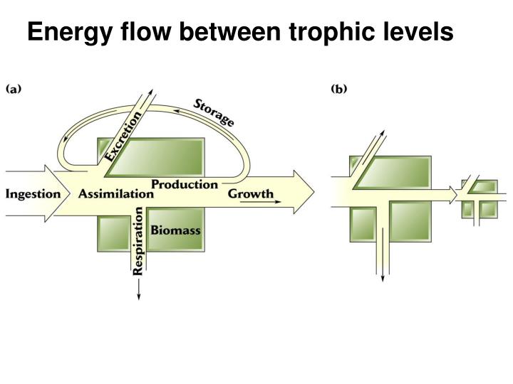 PPT - The hierarchical nature and processes of different levels of ...
