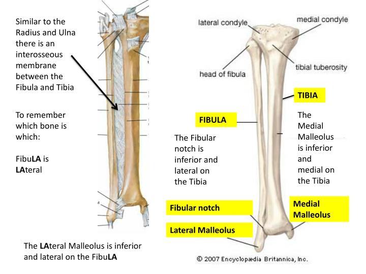 PPT - BONES OF THE FOOT & ANKLE PowerPoint Presentation - ID:1164845