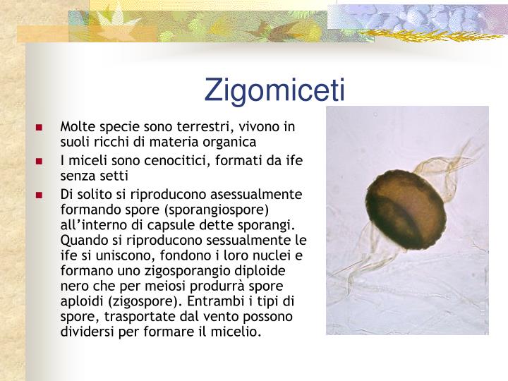 PPT - Regno dei funghi PowerPoint Presentation - ID:1167045