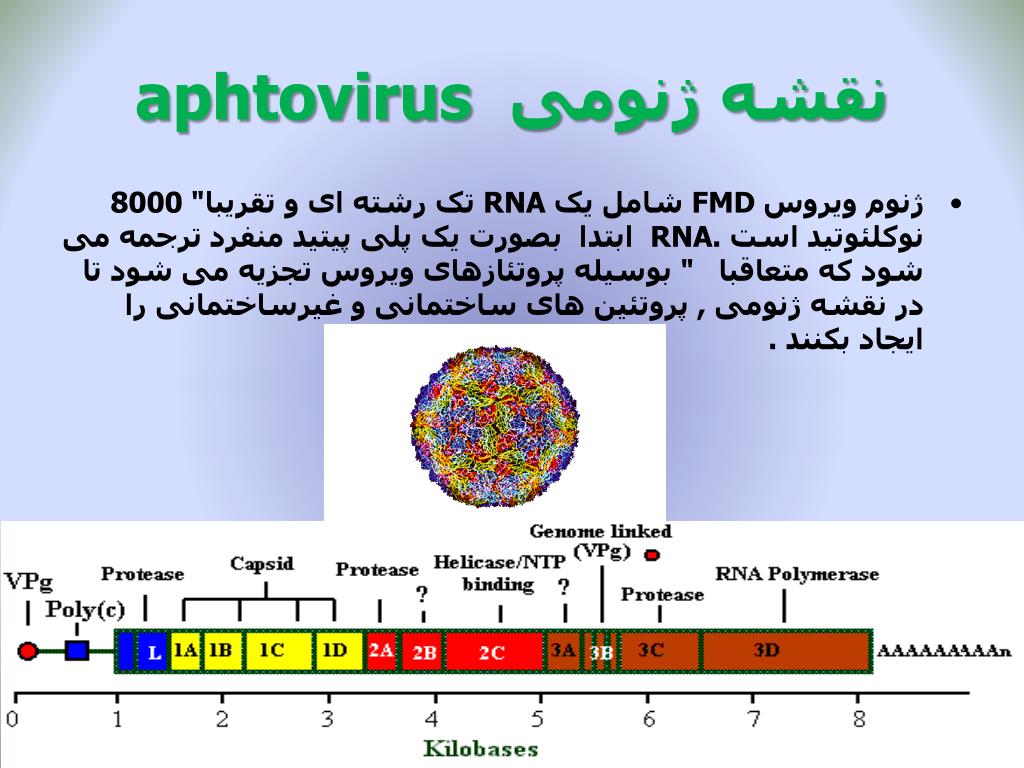 PPT - بسم الله الرحمن الرحیم PowerPoint Presentation - ID:1169117