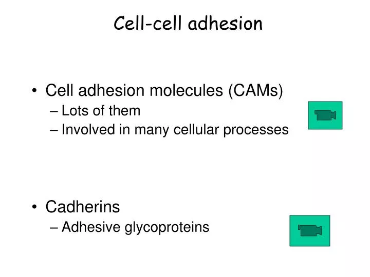 PPT - Cell-cell adhesion PowerPoint Presentation, free download - ID ...