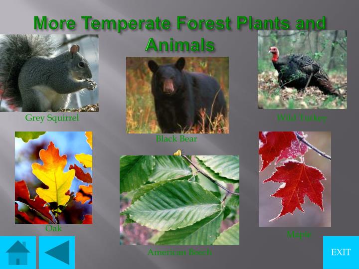 PPT - Location: Canada, Europe, Asia, and the United States PowerPoint ...