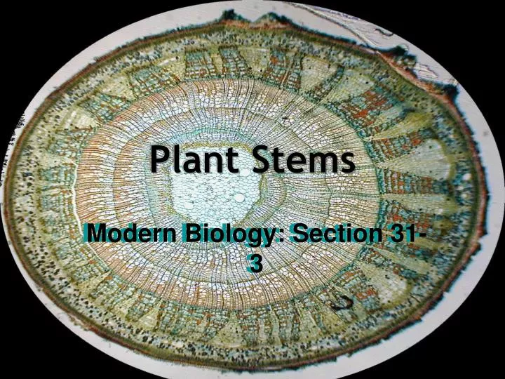 PPT - Plant Stems PowerPoint Presentation, free download - ID:1170160