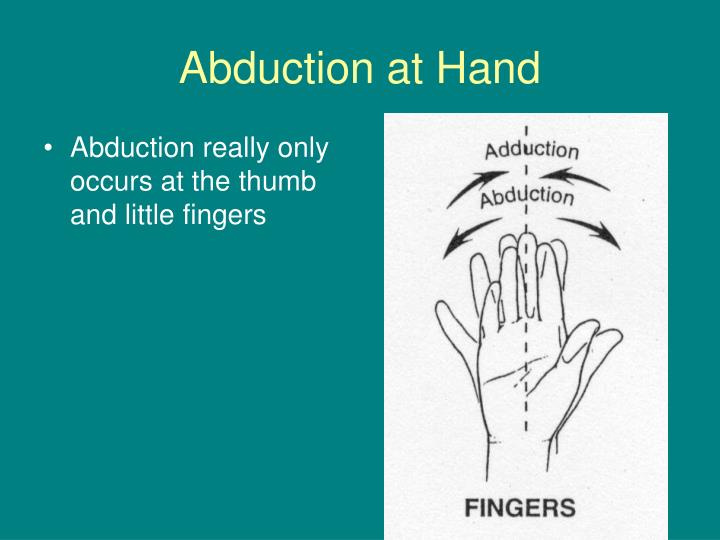 PPT - Anatomy of the Hand and Wrist PowerPoint Presentation - ID:1170323