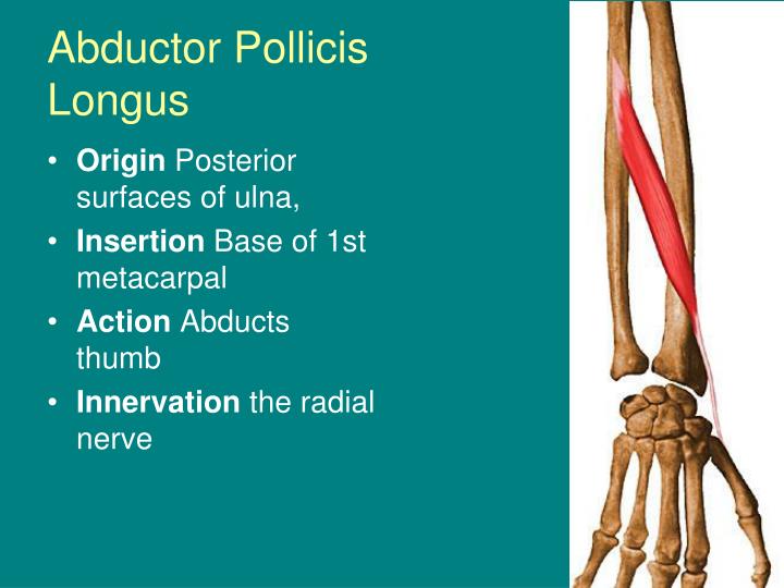 PPT - Anatomy of the Hand and Wrist PowerPoint Presentation - ID:1170323