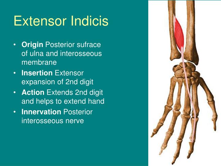 PPT - Anatomy of the Hand and Wrist PowerPoint Presentation - ID:1170323