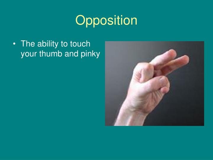 PPT - Anatomy of the Hand and Wrist PowerPoint Presentation - ID:1170323