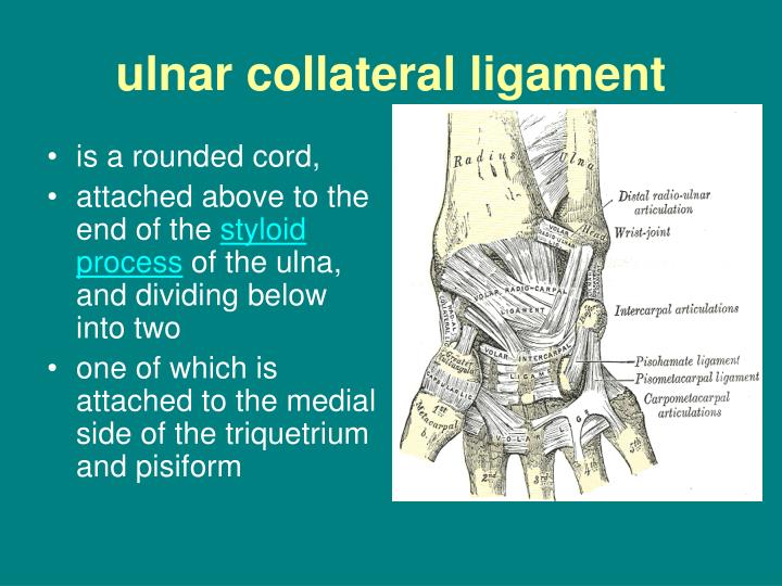 Understanding The Medial Ulnar Collateral Ligament Of The